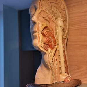 Antique Anatomical Model of a Human Head 1880. Sculpture. Life Sizean ...