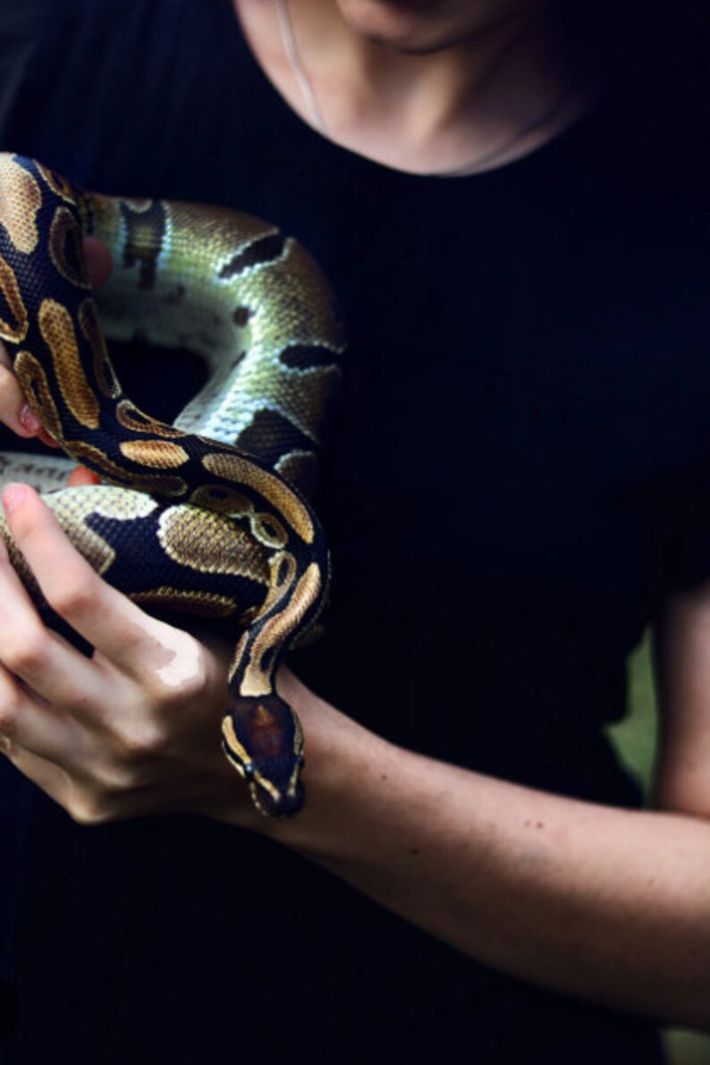 Serpent Ritual Oil - Transformation, Change, Protection, Rebirth ...