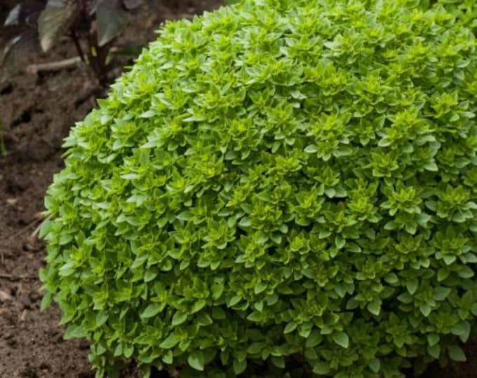 Organic Spicy Bush Basil Ocimum Basilicum Var. Minimum Live Starter ...