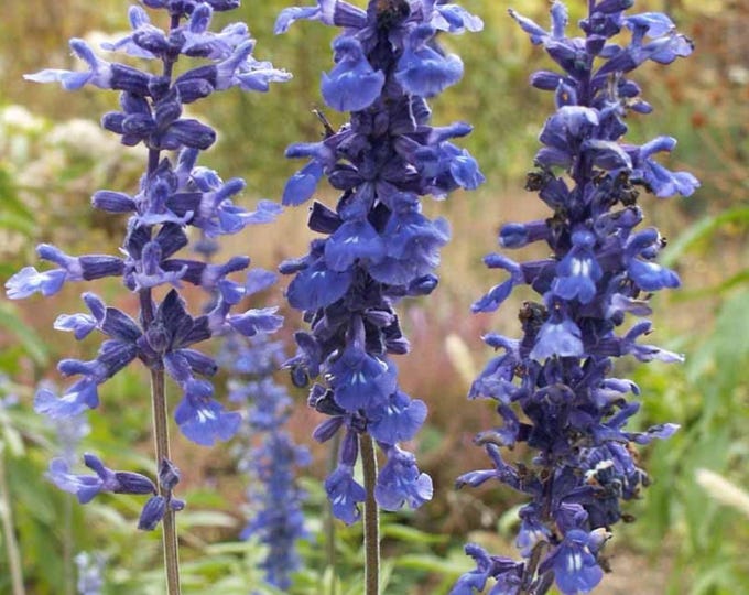Salvia Azurea Var. Grandiflora, Blue Sage, Organic Live Starter Plant ...