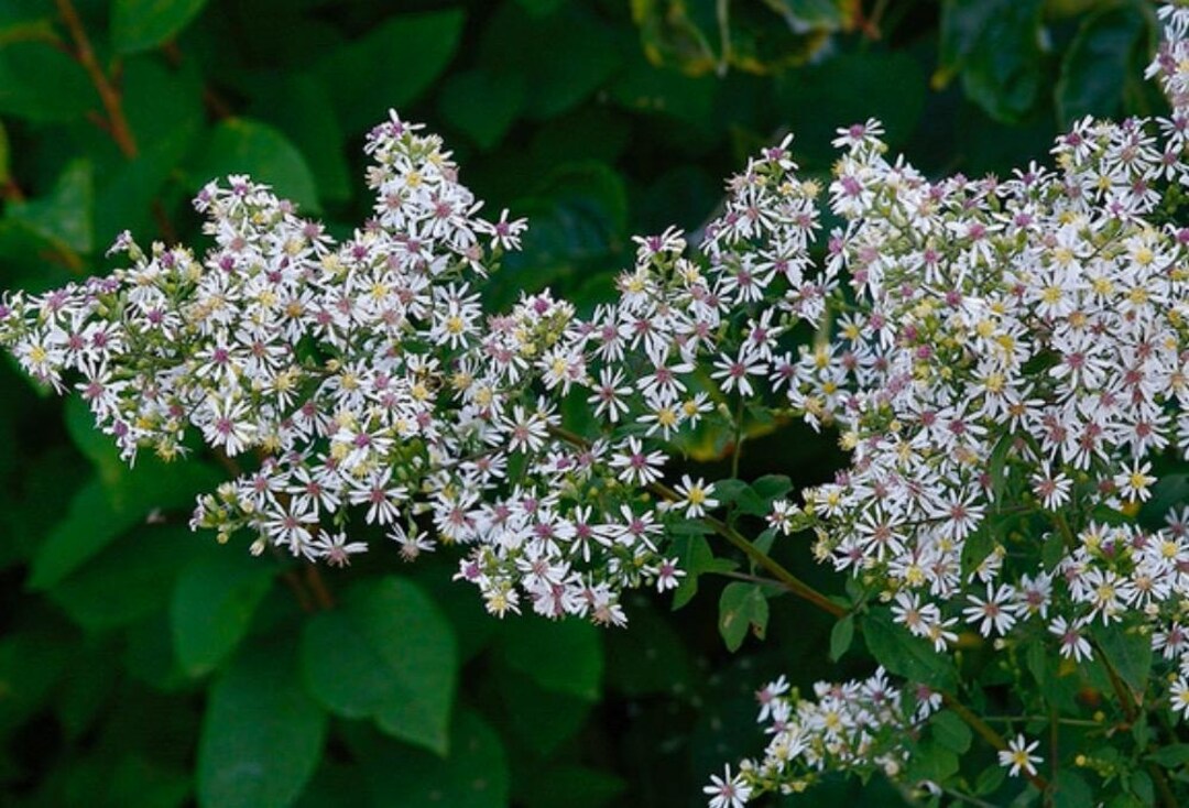 Organic Calico Aster, Symphyotrichum Lateriflorum Organic Live Starter ...