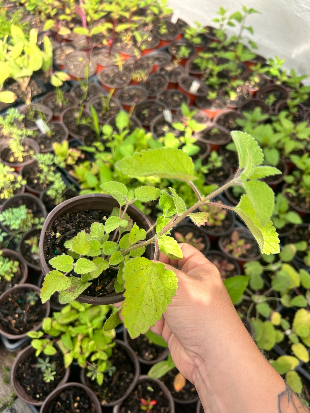 Organic Lime Balm Melissa Officinalis Ssp. Altissima, Live Starter ...