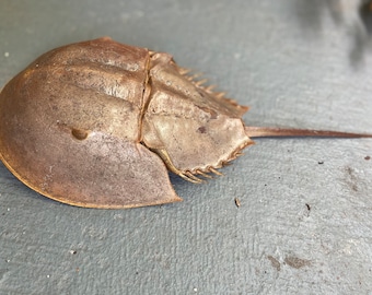 Horseshoe Crab Shell - Etsy