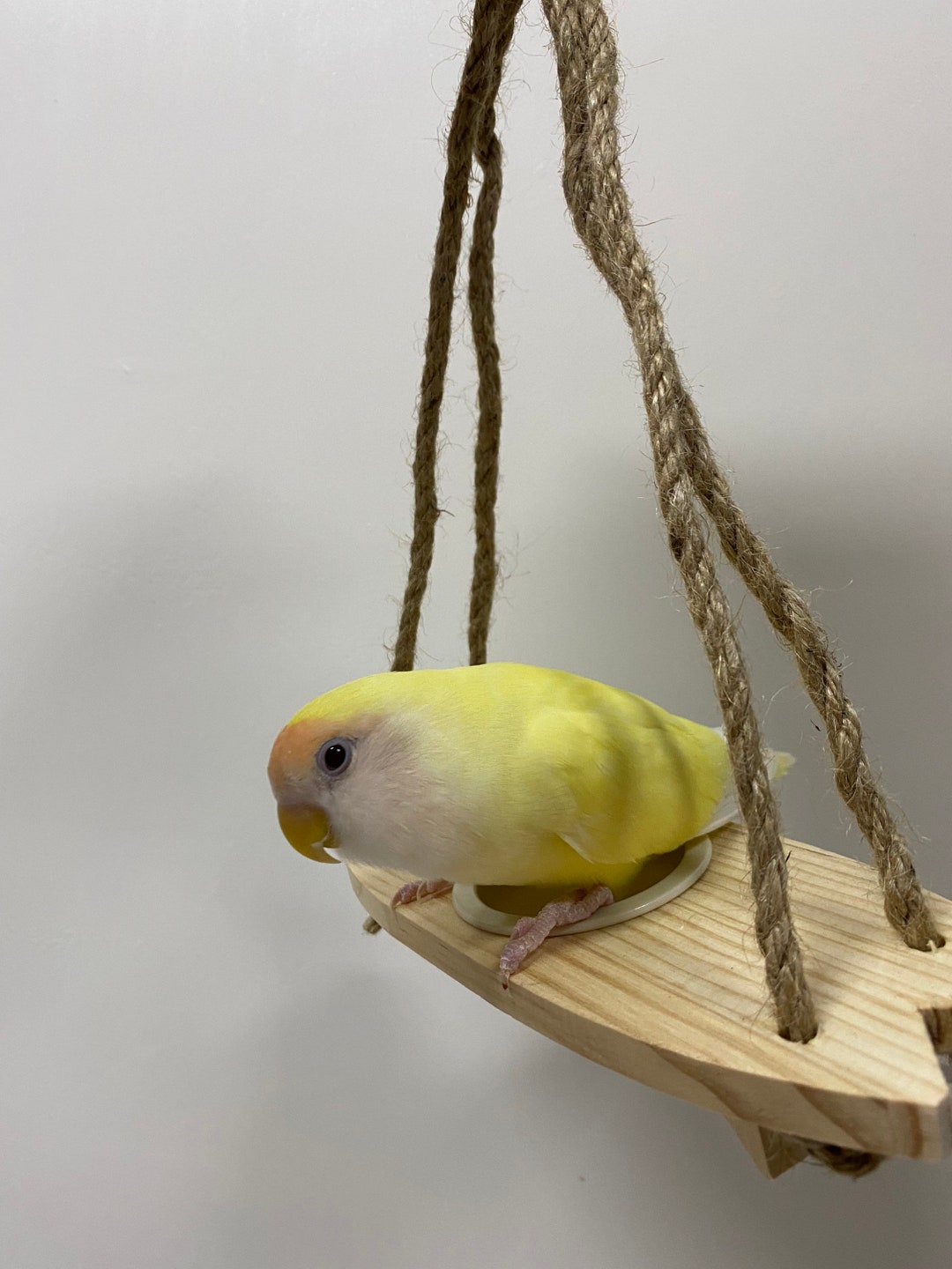 Room Athletic Surfborad Platform for Small Medium Bird and Parrot ...