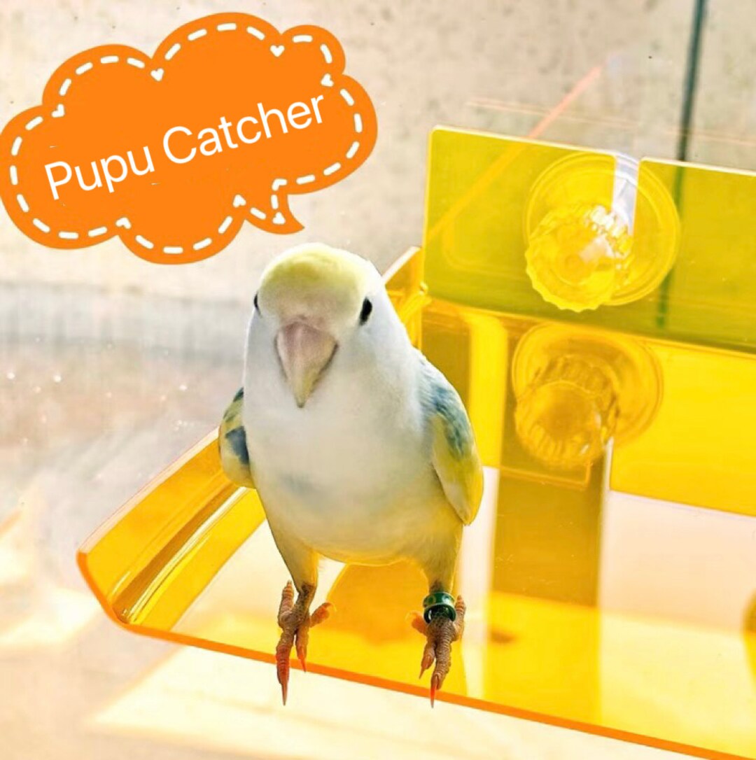 22x20cm New Design Acrylic Pupu Catcher for Parrot Window Playground - Etsy