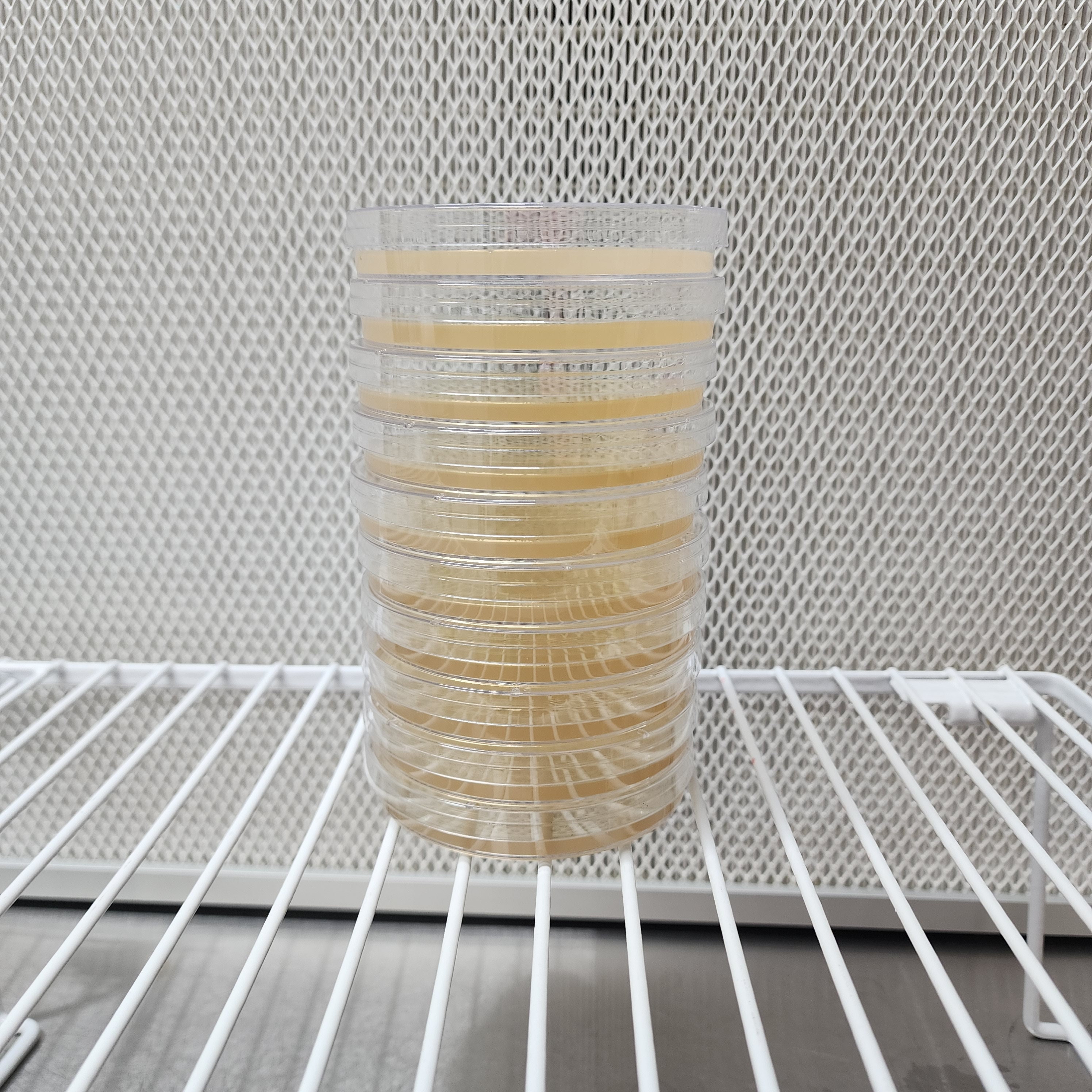 20 Pack Agar - MYEA - Malt Extract + Yeast - Sterile Pre Poured Petri ...