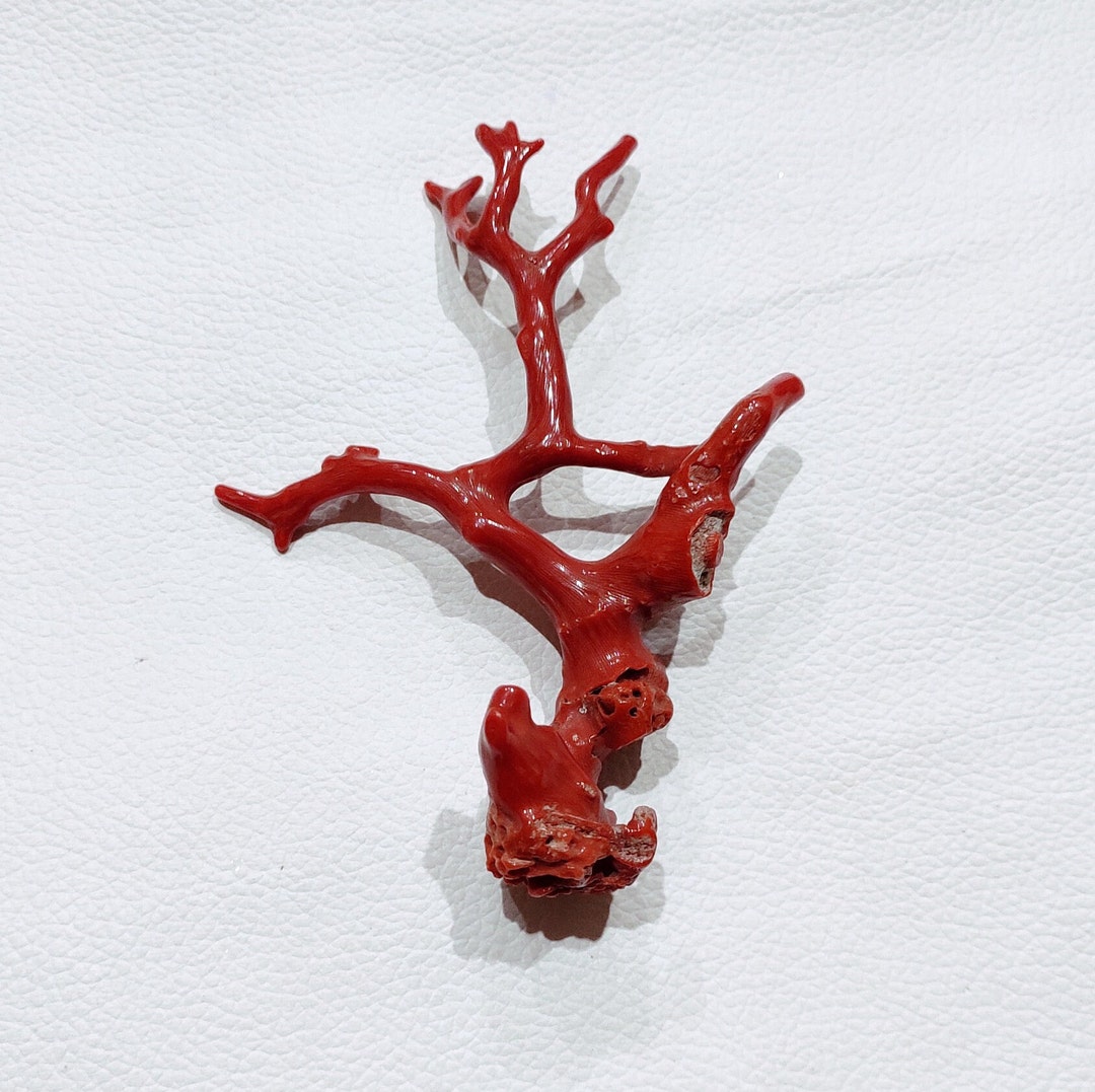 Big Size Italian Red Coral Branch Gemstone, Coral Shiny Polished Branch ...