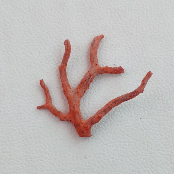 Coral Branch - Etsy