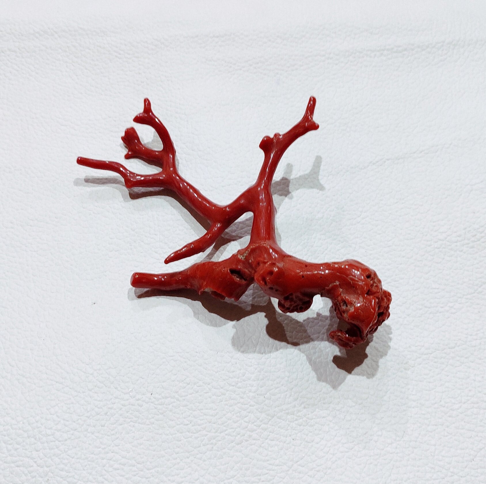 Big Size Italian Red Coral Branch Gemstone, Coral Shiny Polished Branch ...