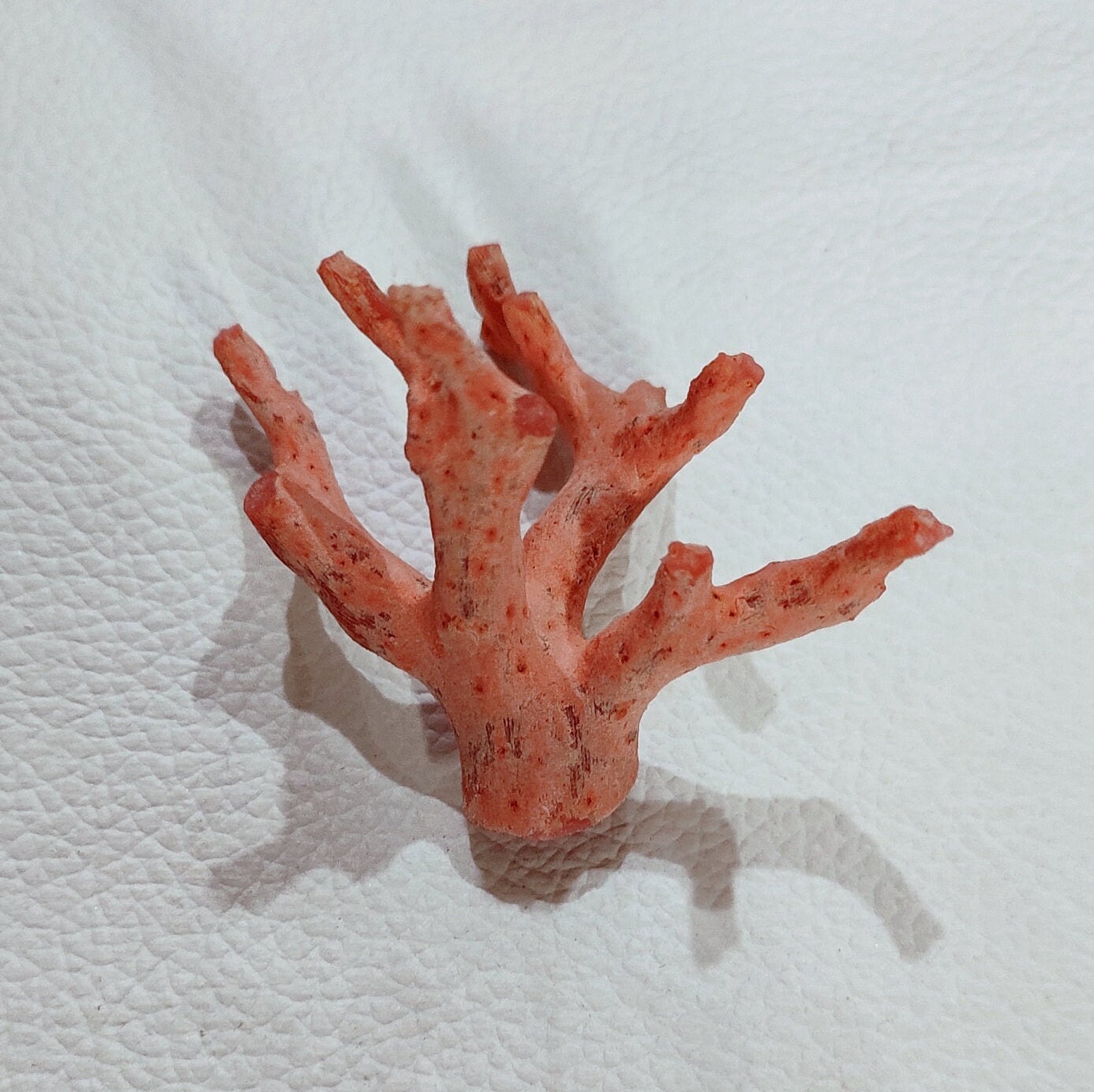 Red Coral Branch