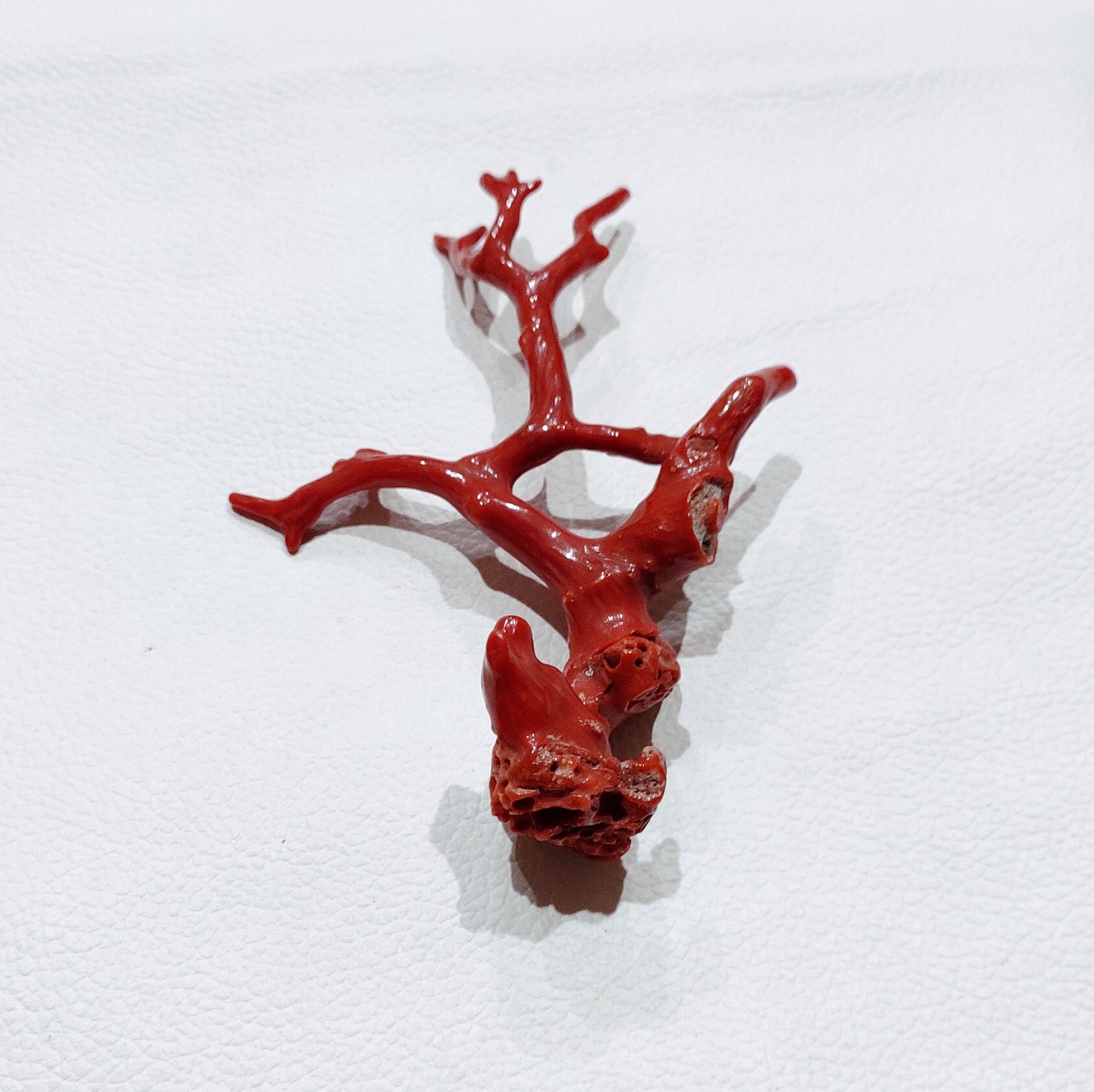 Big Size Italian Red Coral Branch Gemstone, Coral Shiny Polished Branch ...