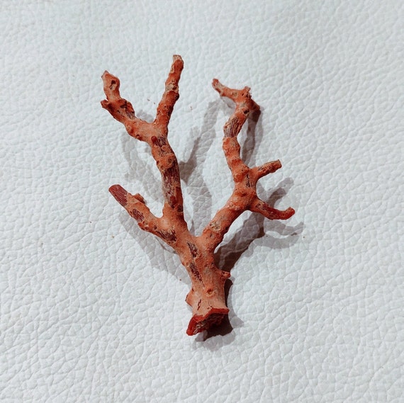 Red Coral Branch