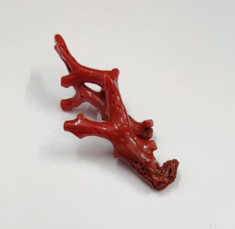 Rare Mediterranean Italian Red Coral Branch, 100% Natural Red Coral ...