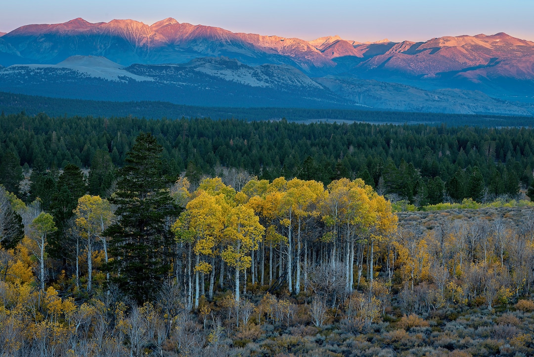 Eastern Sierra, Aspen, Fall Color, Autumn, Aspen Below Sagehen Summit ...