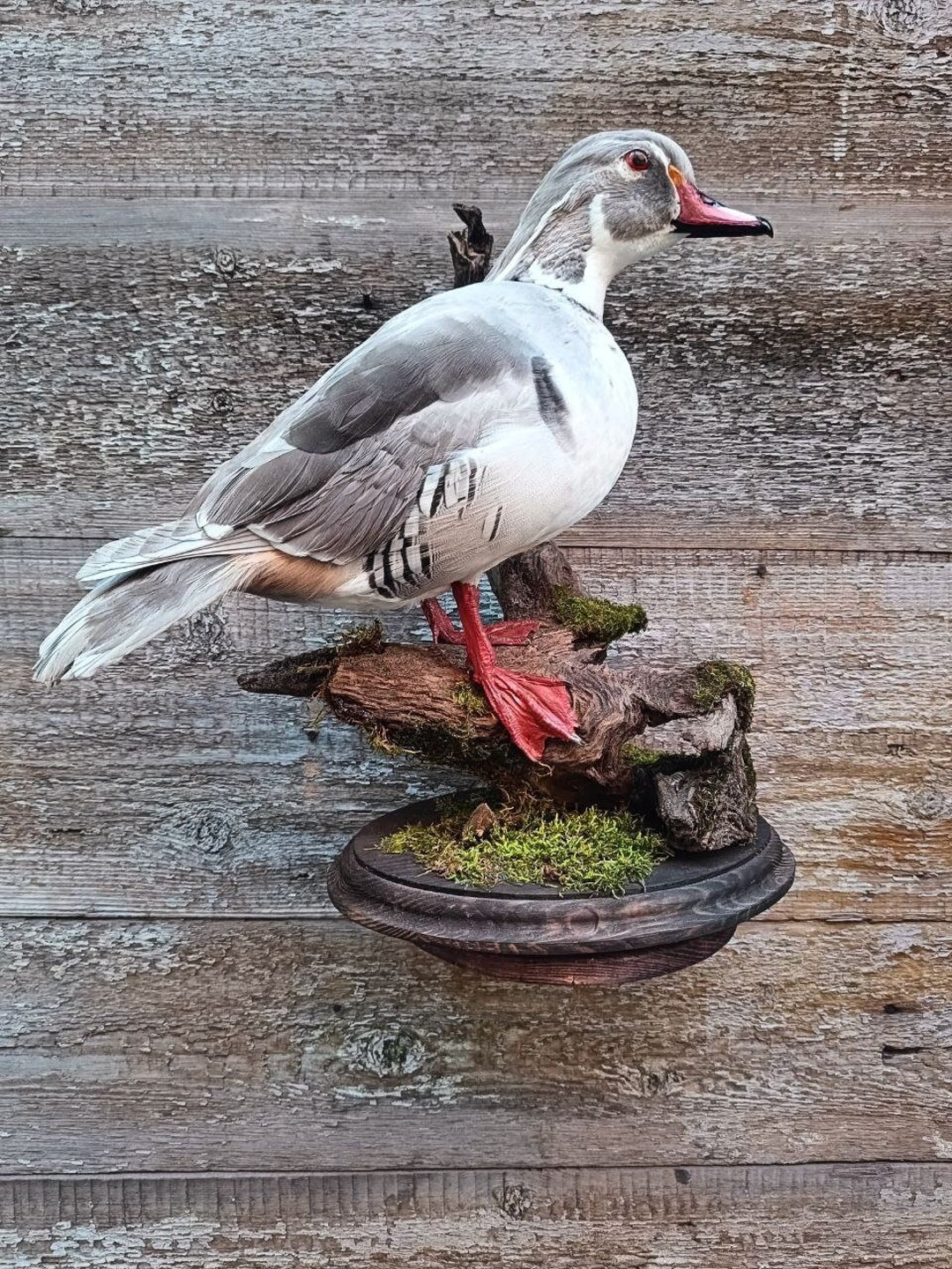 Wood Duck aix Sponsa Taxidermy Mount - Etsy