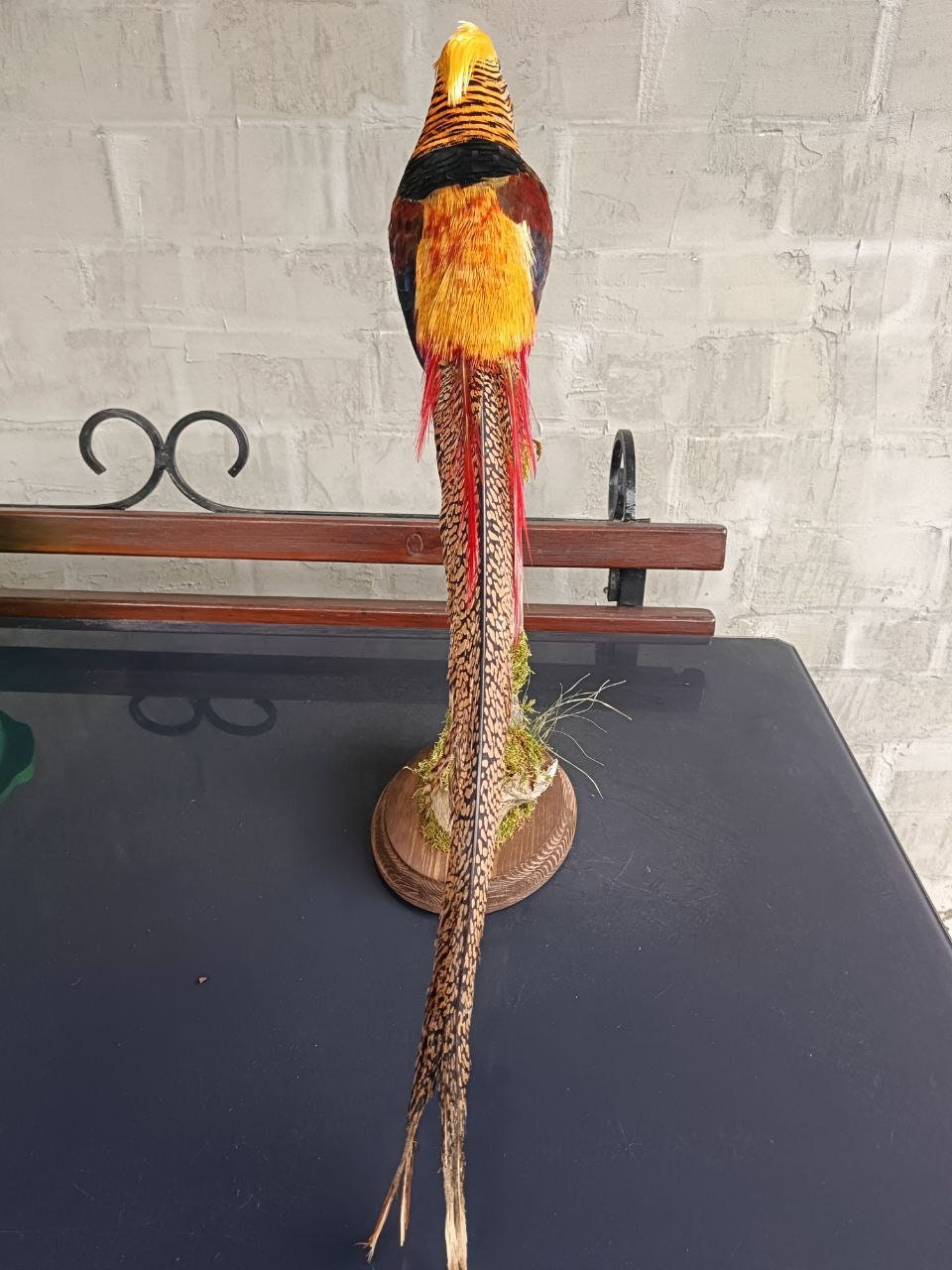 Faisán dorado rojo Chrysolophus pictus Montaje en taxidermia - Etsy España