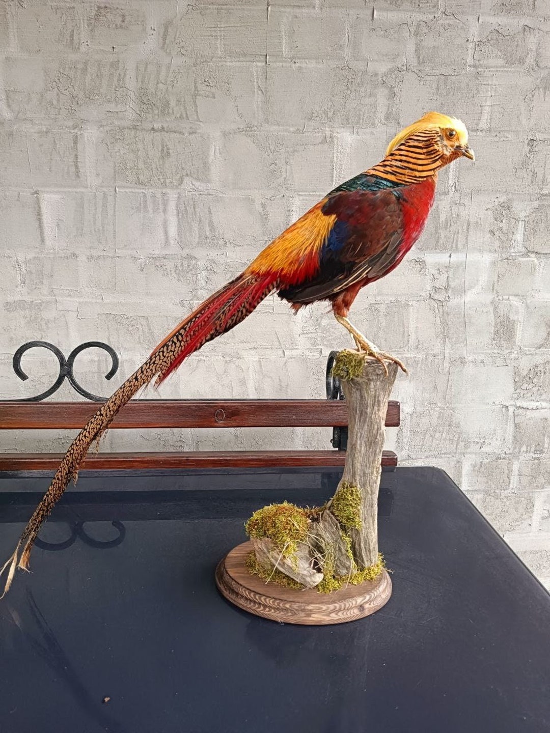 Faisán dorado rojo Chrysolophus pictus Montaje en taxidermia - Etsy España