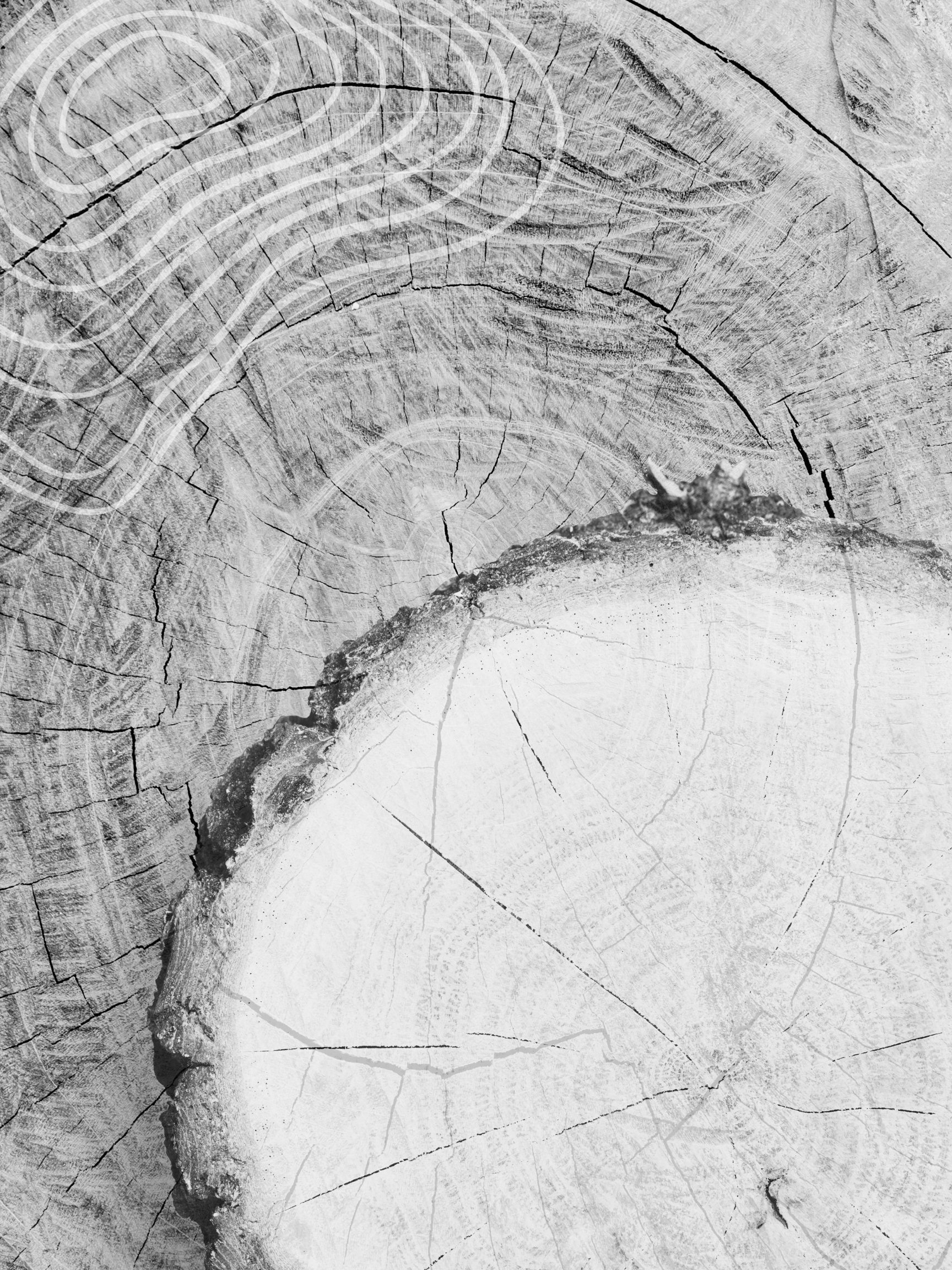 Tree Ring Printable Tree Stump Prints Digital Print Set of 3 Beige Tree ...