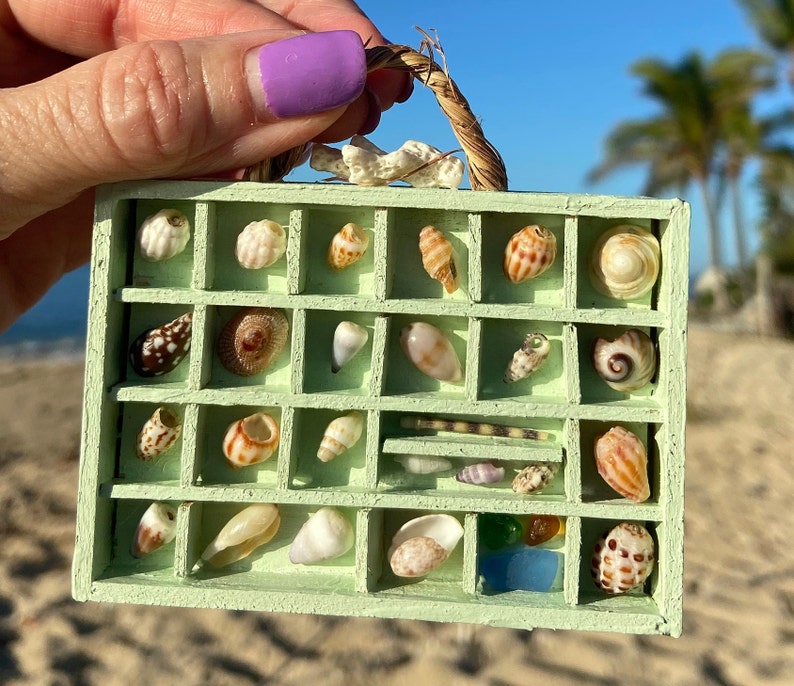Mini Seashell Display Hawaii W/ Magnet - Etsy