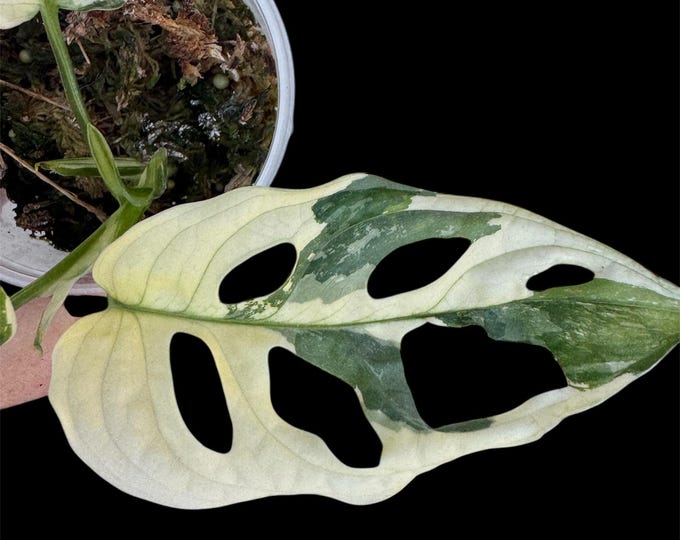 Monstera Adonsonii “japanese Tri-color” Variegated Plant - Etsy
