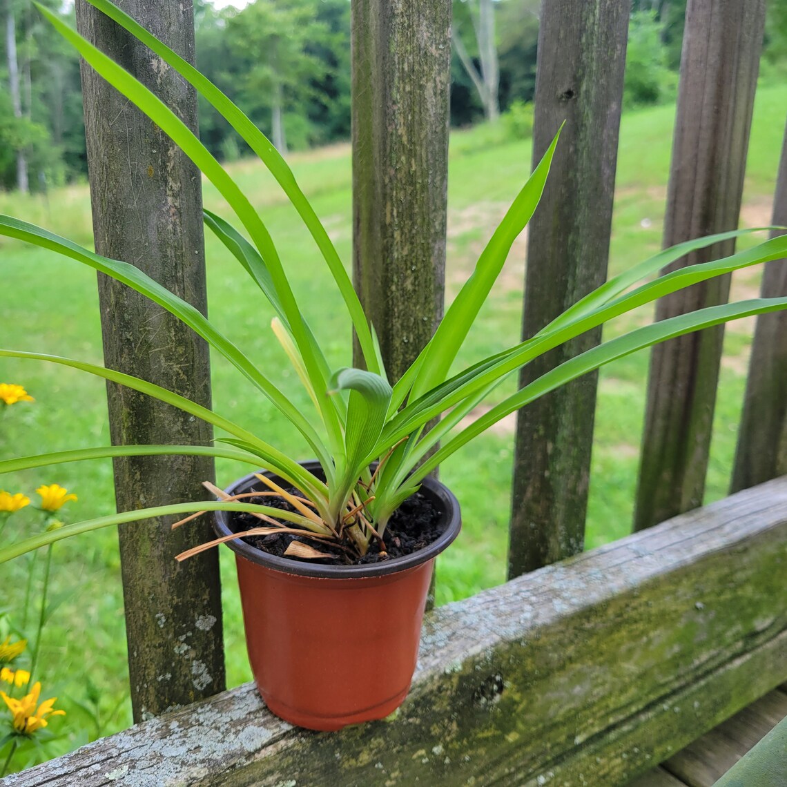 Spider Plant in 4" Pot. Airplane Plant. Ribbon Plant. Spider Ivy. LIVE ...