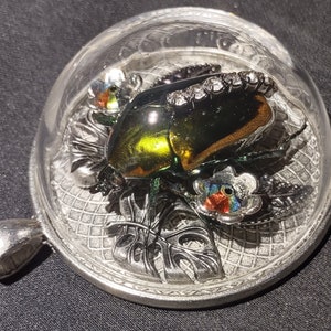 Real Green June Bug Beetle Pendant Necklac Clear Glass Crystals AB ...