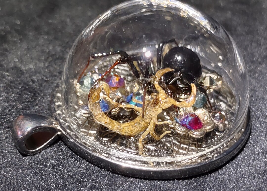 Real Black Widow Spider Pendant Necklace With Baby Scorpion Stunning ...
