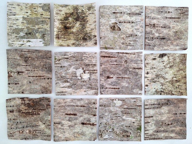 6 White Birch Bark Sheets. Birch Bark Decor.birch Sheets Craft. Birch ...