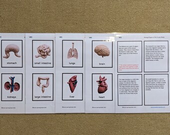 Human Body Activity for Kids - Etsy