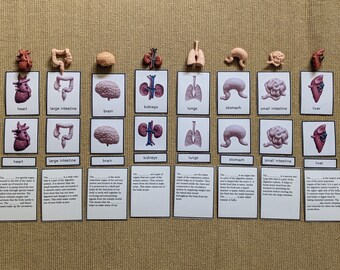 Human Anatomy Organs Printables - Etsy
