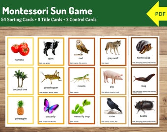 Antarctic Food Chain Mini Study With Cards and Activity - Etsy