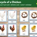 Lifecycle of a Chicken | Montessori 3-part Nomenclature Cards for ...