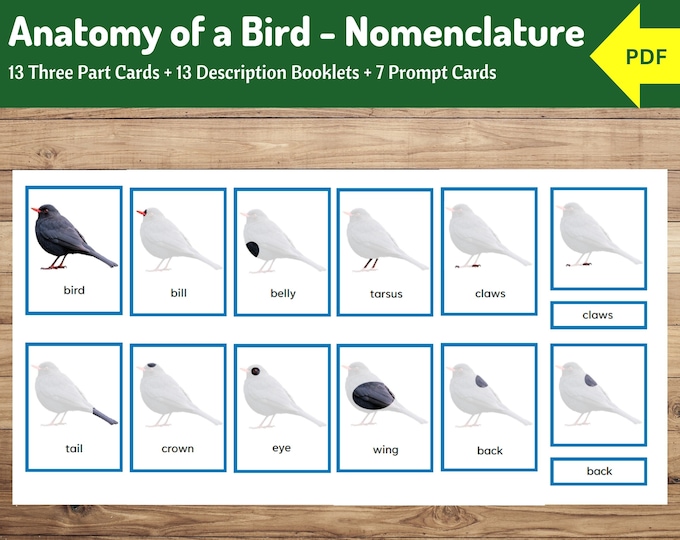 Parts of a Bird Nomenclature Book - Montessori Zoology - Printable ...