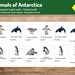 Animals of Antarctica | 24 Montessori 3 Part Cards | Geography for Kids ...