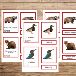 Animals of Europe | Montessori 3 Part Cards | Geography for Kids - Etsy