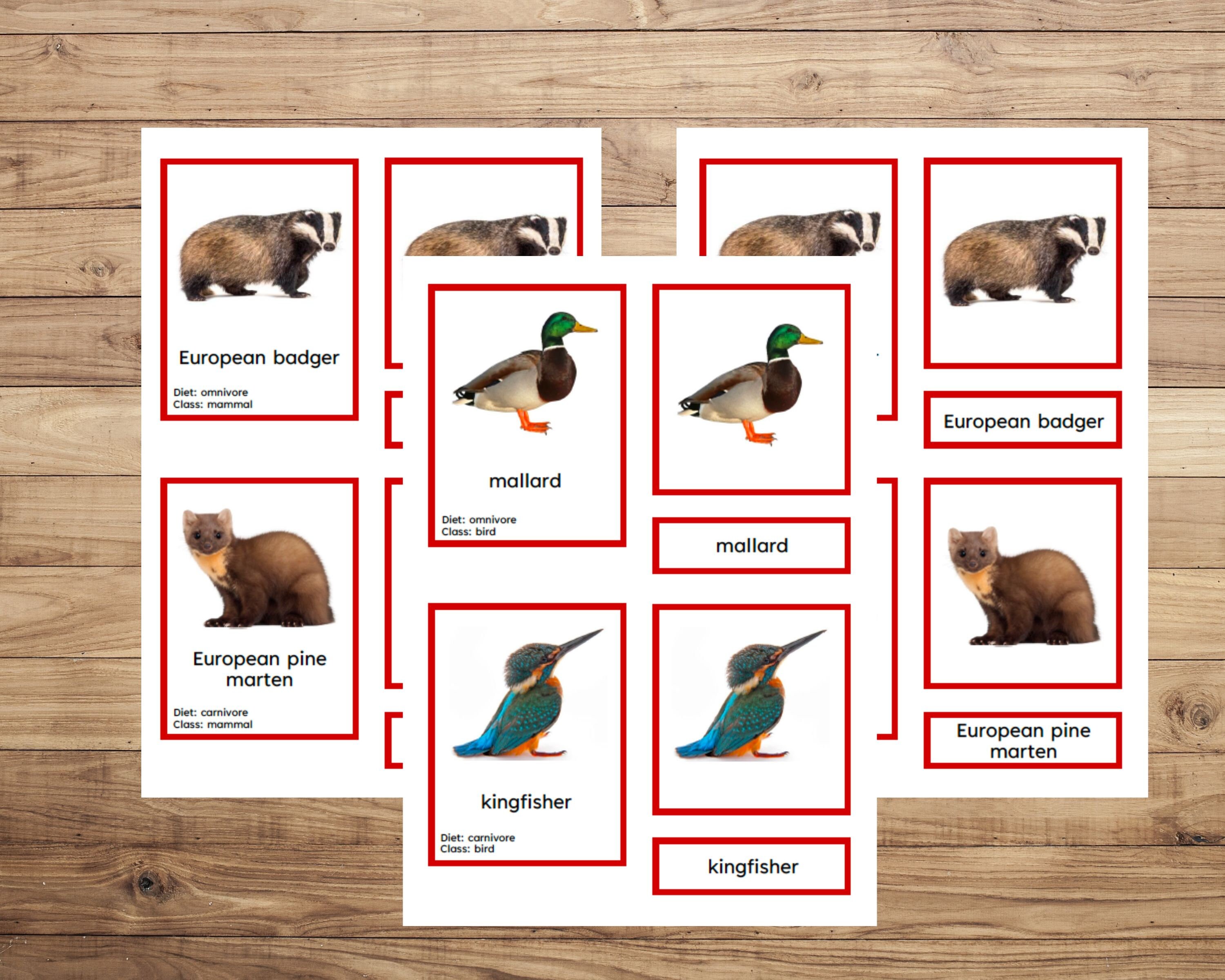Animals of Europe | Montessori 3 Part Cards | Geography for Kids - Etsy