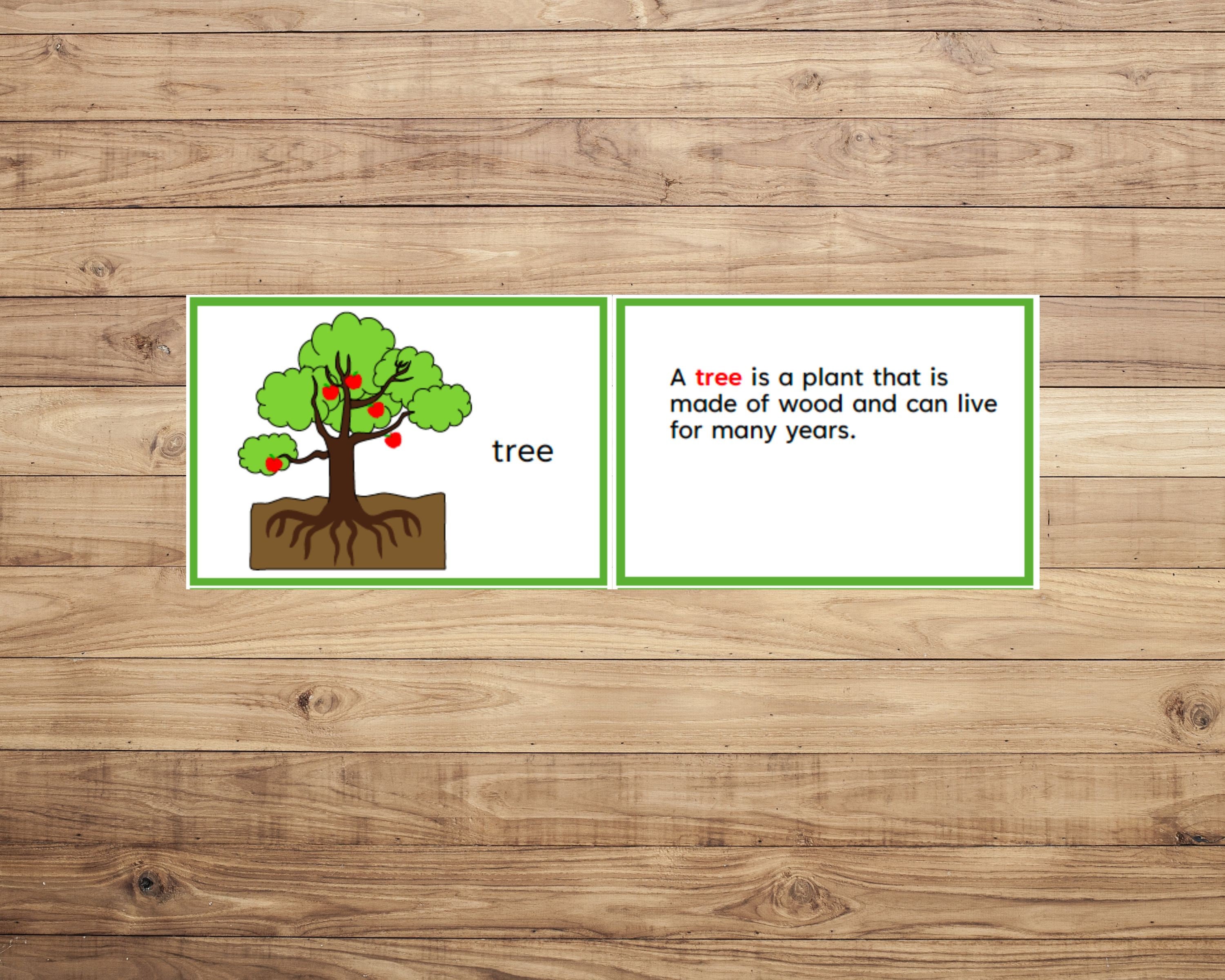Parts of a Tree Bundle | Description Cards, Nomenclature Cards ...