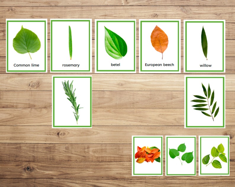 Leaf to Plant Pairing Cards | Montessori Nature Exploration - Etsy