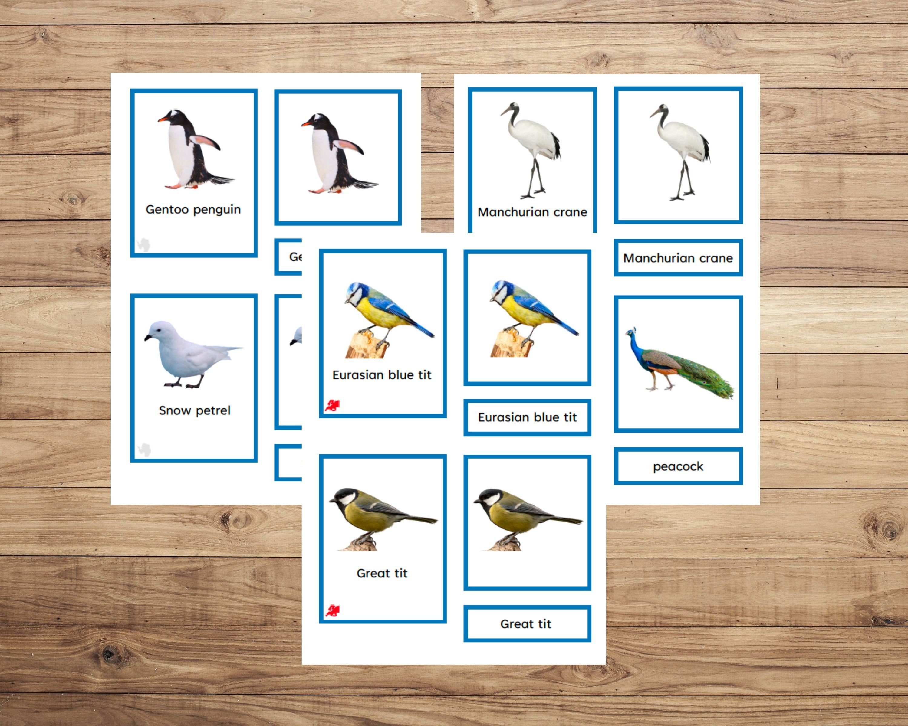 Birds of the World Montessori Set | Continent Identification | Science ...