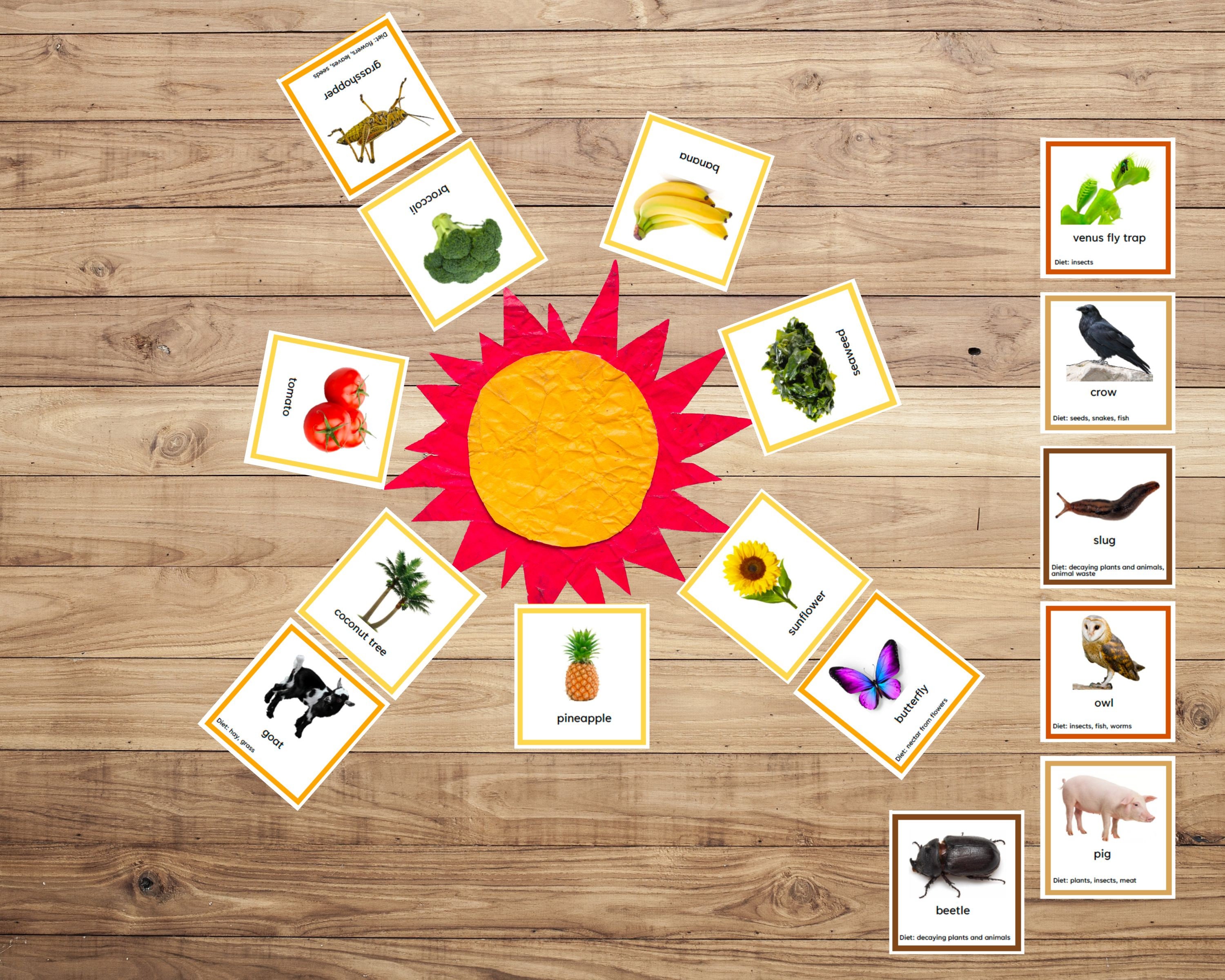 Montessori Sun Game: 54 Sorting Cards + 9 Title Cards + 2 Control Cards ...