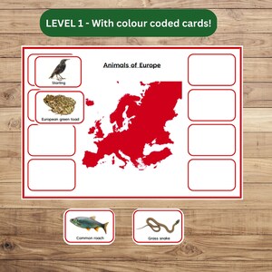 Animals of the Continents Sorting Set | 7 Mats + 108 Animal Cards + 5 ...