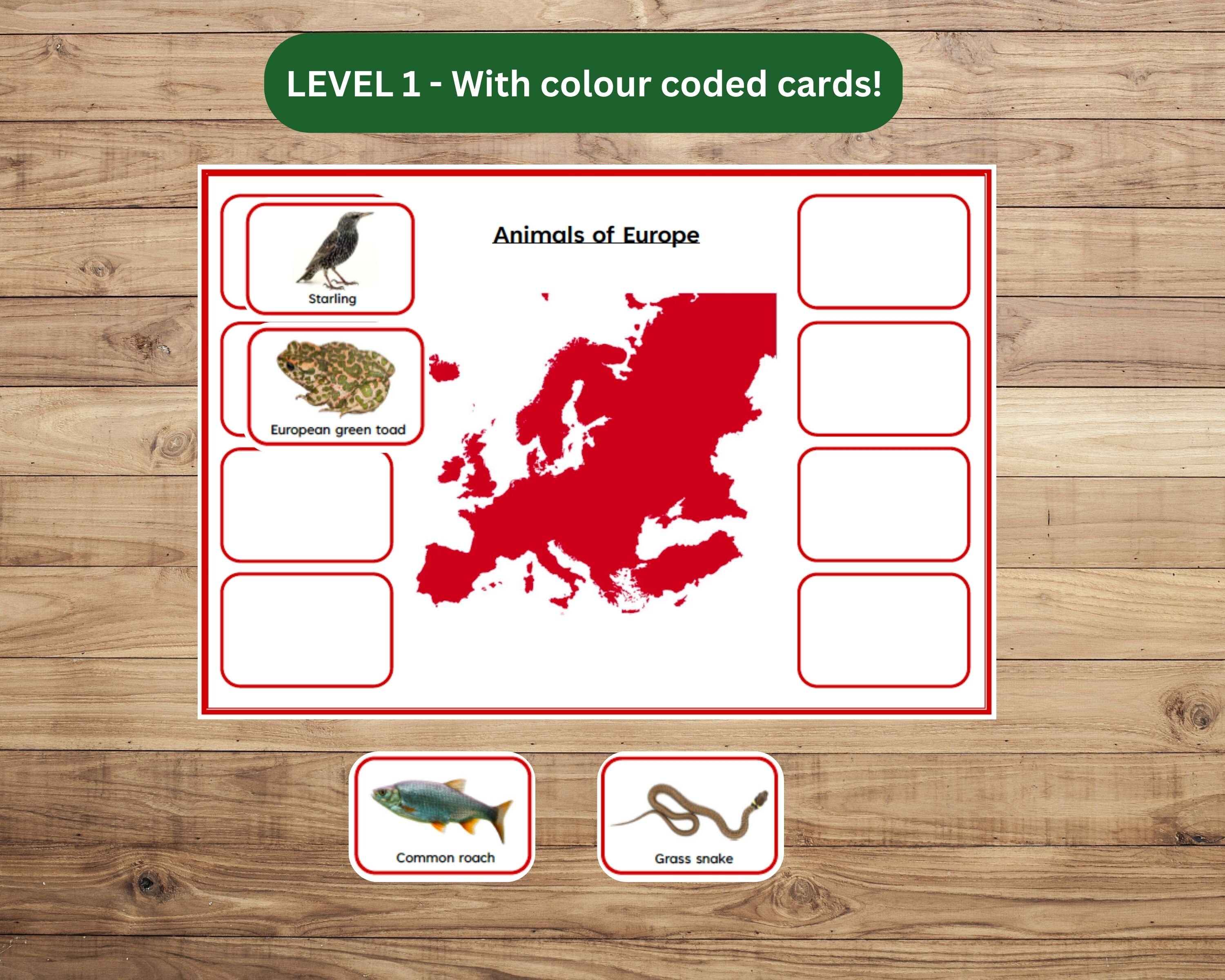 Animals of the Continents Sorting Set | 7 Mats + 108 Animal Cards + 5 Worksheets - Etsy