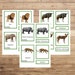 Animals of Africa 36 Montessori Three Part Cards 36 Control Cards ...