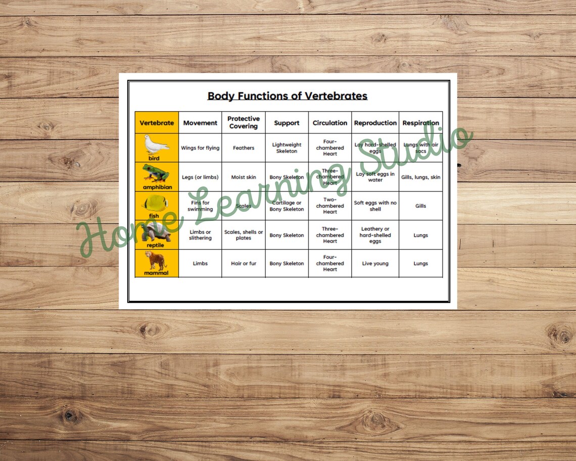 Body Functions of Vertebrates: Picture Cards and Research Worksheets - Etsy