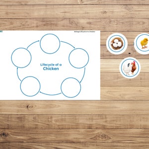 Lifecycle of a Chicken | Montessori 3-part Nomenclature Cards for ...