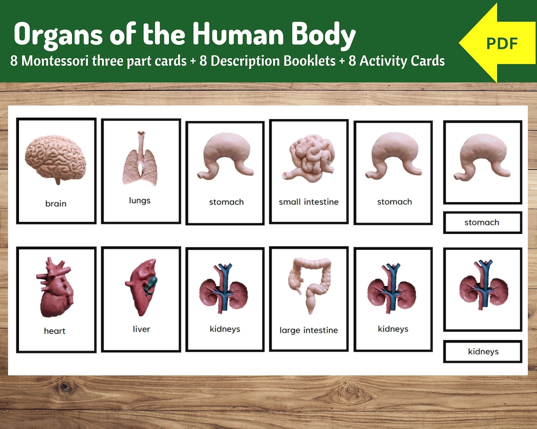 Organs of the Human Body 8 Montessori Three Part Cards 8 Description ...