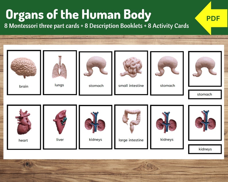 Organs of the Human Body: Montessori 3-part Cards + Description ...
