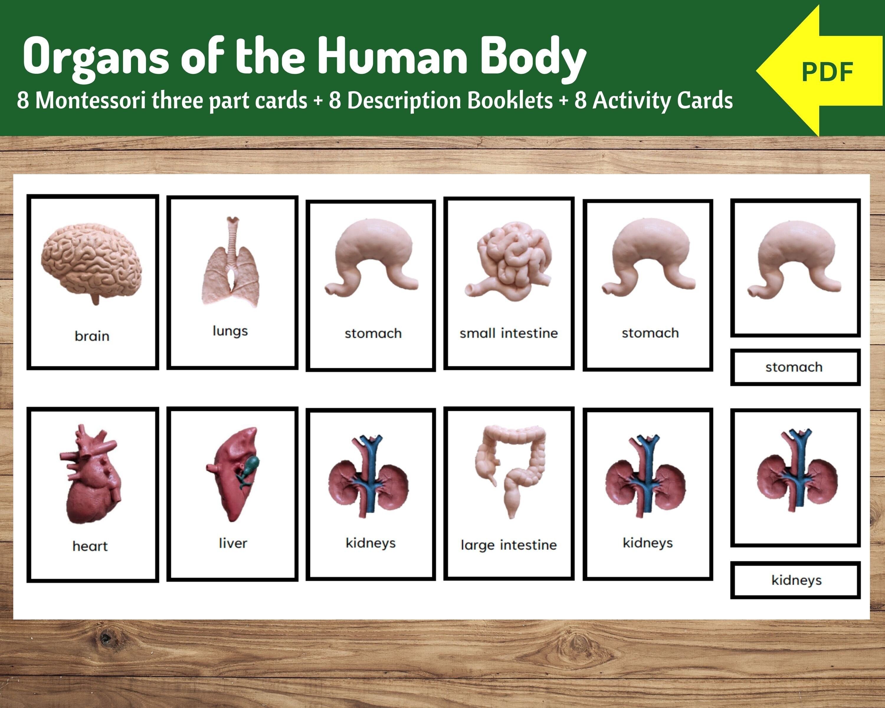 Organs of the Human Body: Montessori 3-part Cards + Description ...