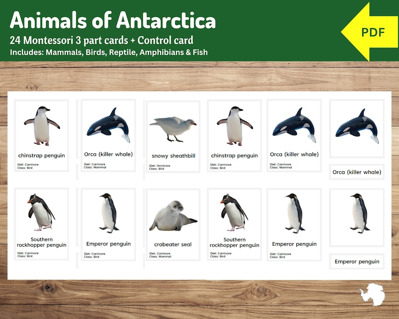 Animals of Antarctica | 24 Montessori 3 Part Cards | Geography for Kids ...