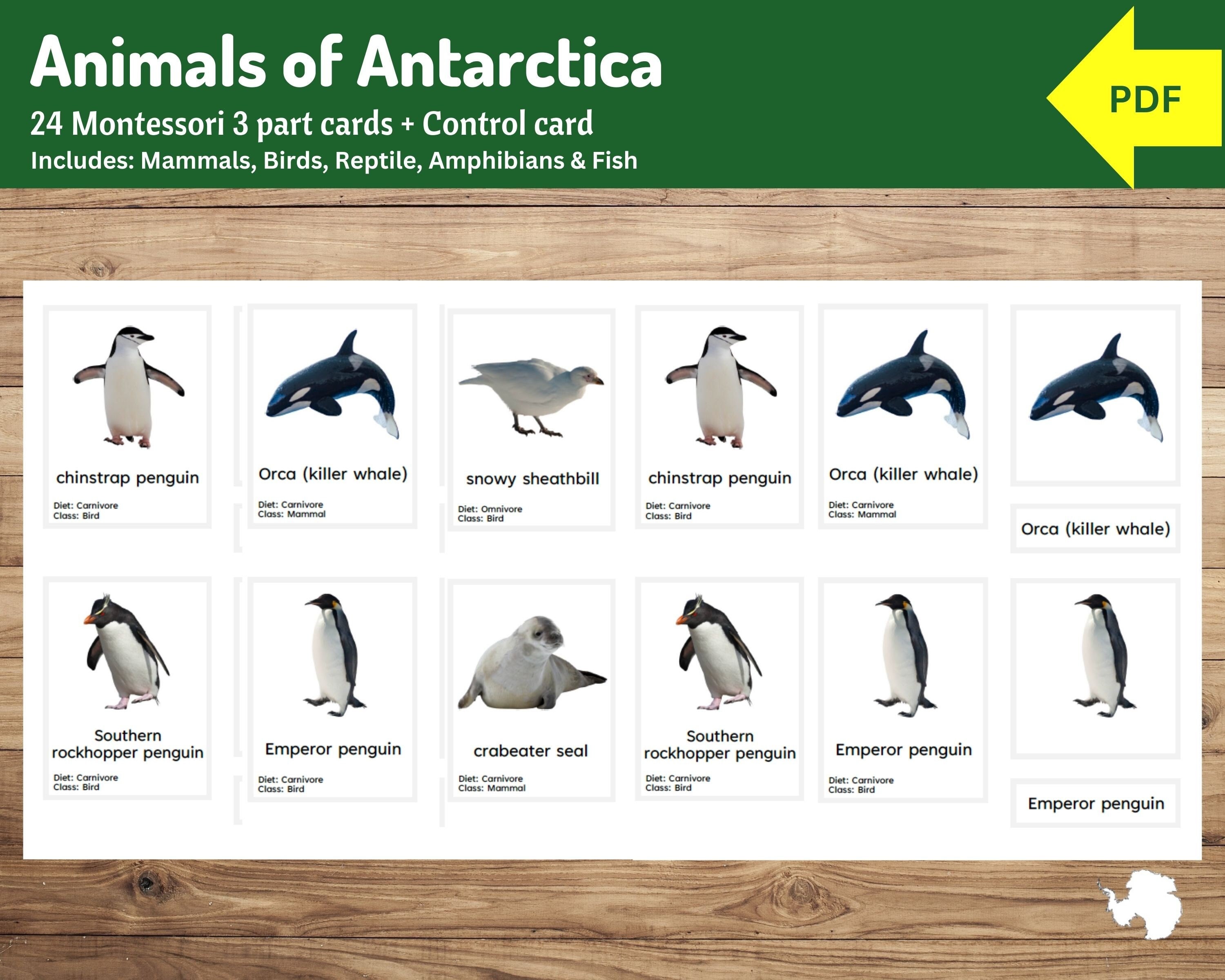 Animals of Antarctica | 24 Montessori 3 Part Cards | Geography for Kids ...